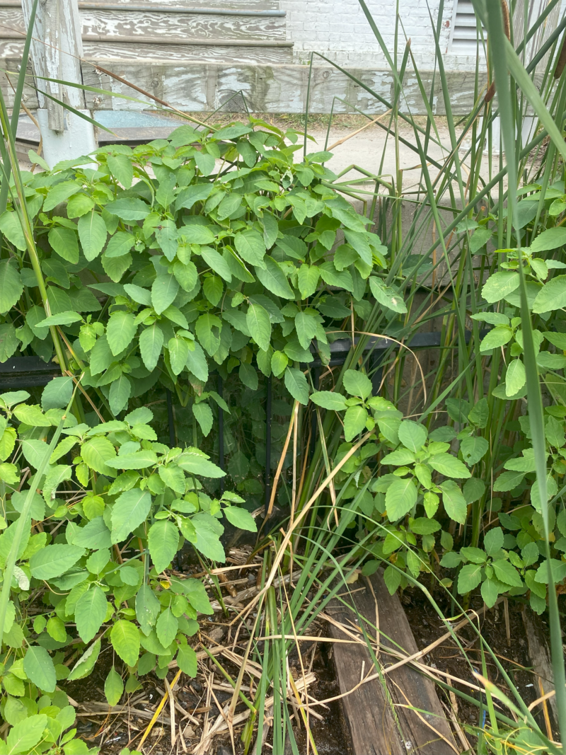 The tri-state corner, tripoint three states meet in Virginia
